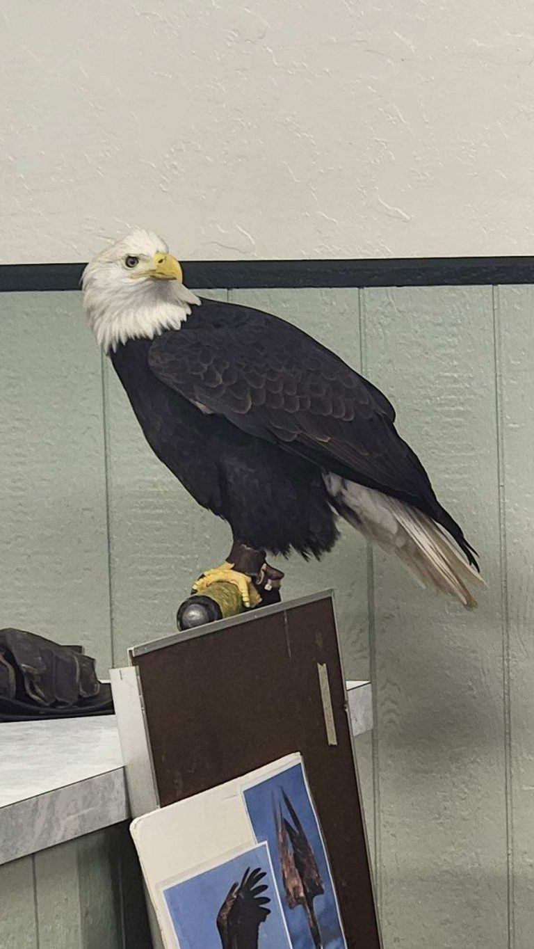 Bald Eagle Interpretive Center | Skagit River Bald Eagle Interpretive ...